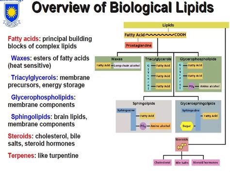 Lipids Ppt Chemistry Science