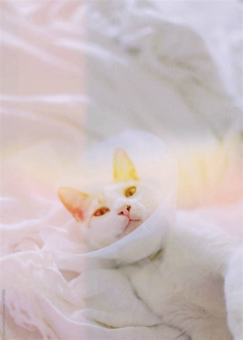 Recovering Cat In Bed With Shining Flare And Elizabethan Collar On By Stocksy Contributor