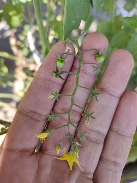 Spoon Tomato Seeds Chilli Blossom Farm