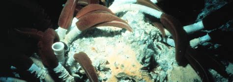 Fossils Show Stasis And No Transitional Forms The Institute For Creation Research