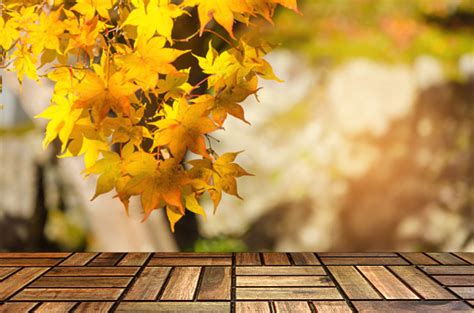 흐리게 보기 노란 단풍나무와 테라스가을 배경 제품 개체 프레 젠 테이 션 광고 개념의 디스플레이 대 한 복사 공간에에서 자연 숲을 떠난 빈 갈색 나무 바닥 또는 현대 보드