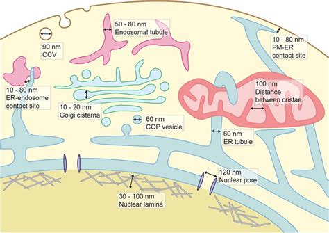 Cellular Processes Beyond The Diffraction Limit Of Light Example Of