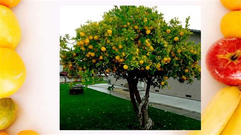 Фрукты Все в цветочном городишке Online Presentation