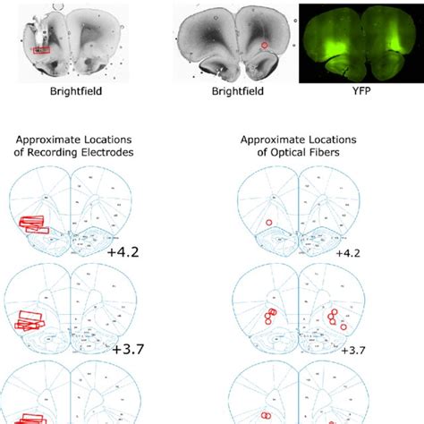 Matthew Botvinick Princeton University New Jersey Pu Department Of Psychology