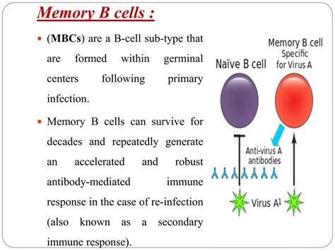 Clonal Selection Theory Pptx Genetics Science