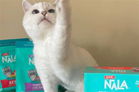 Air Dried Cat Food Benefits For Feline Health