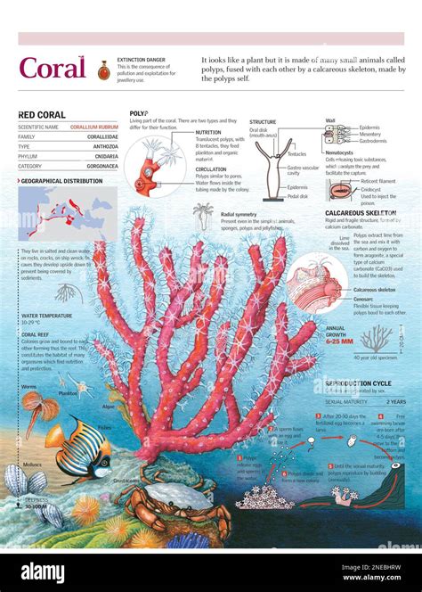 Hard Coral Diagram