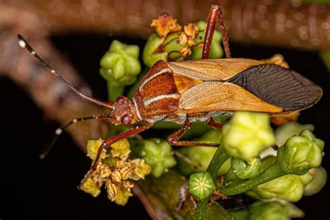 Adult Leaf Footed Bug Stock Image Image Of Arthropod 255484179