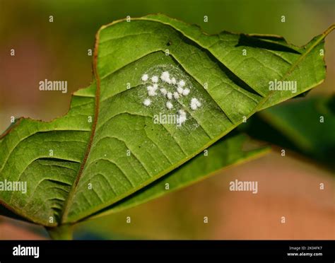 Silverleaf Whitefly Bemisia Tabaci Infestation Underside A Leaf Stock