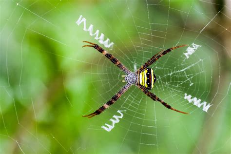 Fact File St Andrews Cross Spider Argiope Keyserlingi Australian
