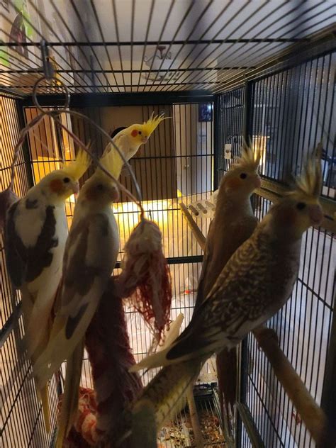 Cockatiels