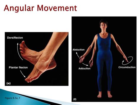 Ppt Chapter 8 Joints Articulations Powerpoint Presentation Free Download Id584647 Ppt Chapter 8 Joints Articulations Powerpoint Presentation Free Download Id584647