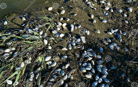 Shells Of The Bivalve Mollusk Mya Arenaria Washed Ashore In The Tidal