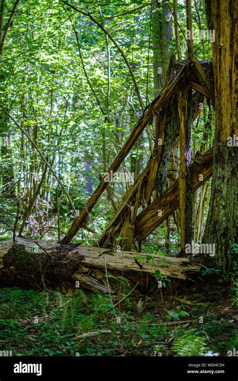 Old Dry Broken Tree Trunks And Stomps In Forest Summer Sunny Day Stock Photo Alamy