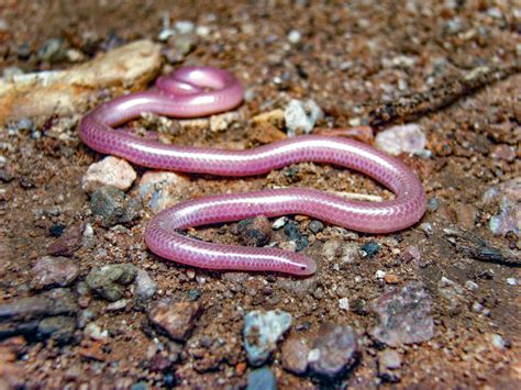 Smallest Snake In The World Pygmy Python Wikipedia This Member Of