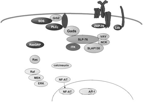 Model For Gads In Tcr Signalling Engagement Of The Tcr Leads To Rapid Download Scientific
