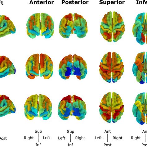 Sex Differences Across Cortical Measures Sex Effects Differences From Download Scientific