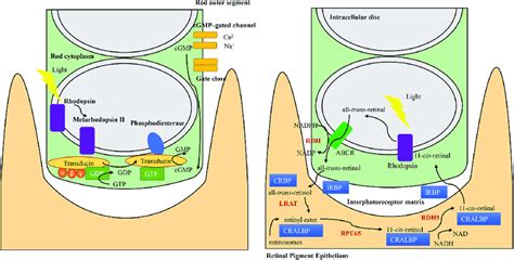 Phototransduction Cascade And Visual Cycle Phototransduction Describes