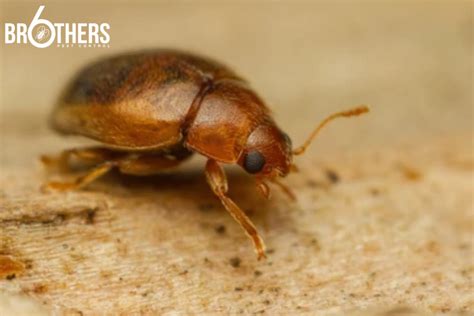 Do Bug Lights Work What To Know Before You Buy