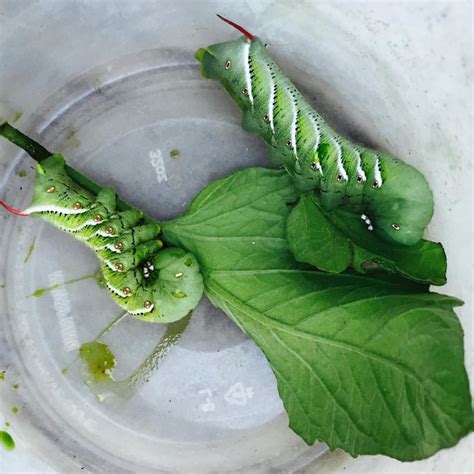 Hornworms For Sale Hornworms For Sale Online