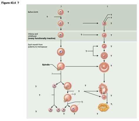 Lesson 10 Part 2 Diagram Quizlet