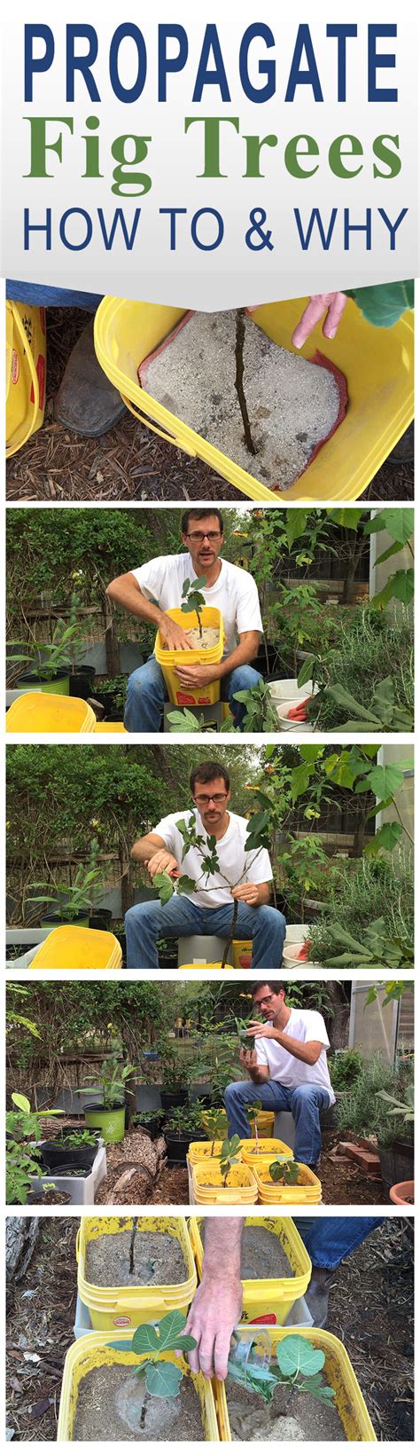 Propagate Fig Trees How To And Why Daddykirbs Farm