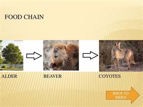 Capybara Food Chain