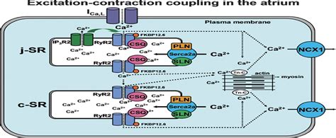 Calcium Handling Abnormalities In Atrial Fibrillation As A T Journal Of Cardiovascular