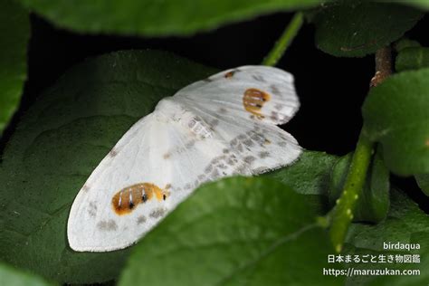 ヒトツメカギバ 日本まるごと生き物図鑑