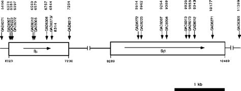 Distribution Of Switch Substrate Recombinants Relative To The Switch