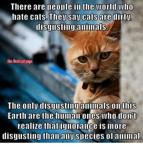 Pin On Cat Memes Work People