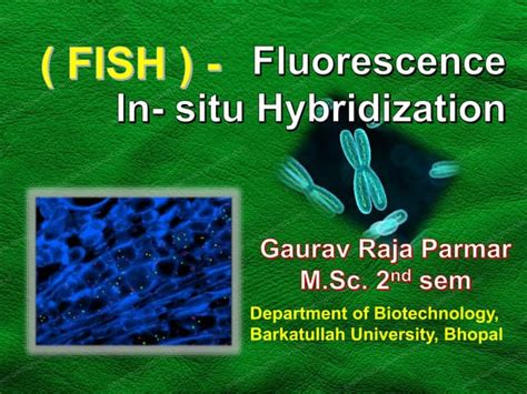 Fluorescent In Situ Hybridization Fish Pptx