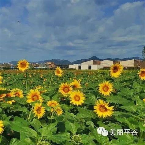 北京时间：国庆假期金海湖畔打卡向日葵画卷休闲