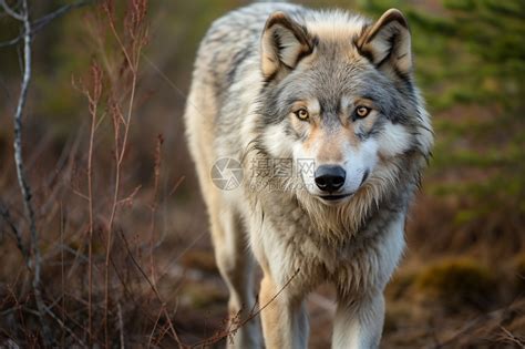 灰狼动物特写高清图片下载 正版图片600424119 摄图网