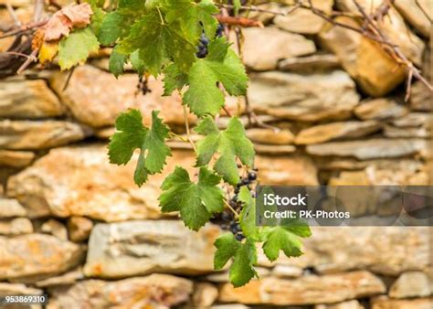 오래 된 돌 담 녹색 포도와 분기와 나뭇잎 리구리아 이탈리아 0명에 대한 스톡 사진 및 기타 이미지 0명 2017년 갈색 Istock