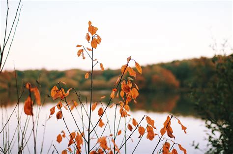 รูปภาพ ต้นไม้ ธรรมชาติ สาขา ปลูก พระอาทิตย์ตกดิน สนาม แสงแดด ตอนเช้า ดอกไม้ ฤดูใบไม้