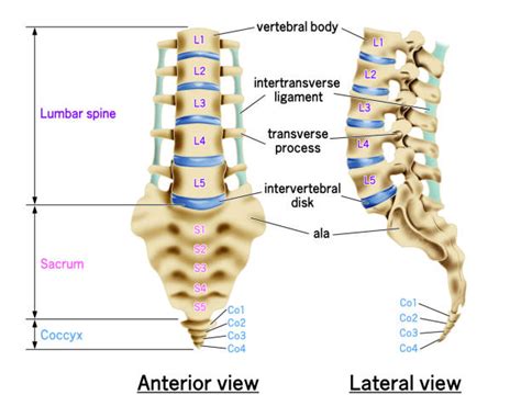 Transverse Foramen