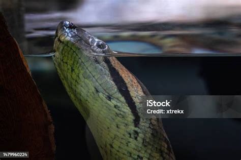 Photo Libre De Droit De Tête Danaconda Vert Dans Laquarium Eunectes Murinus Banque Dimages Et