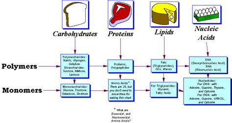 Lipid Polymers Macromolecules Study Biology Nucleic Acid