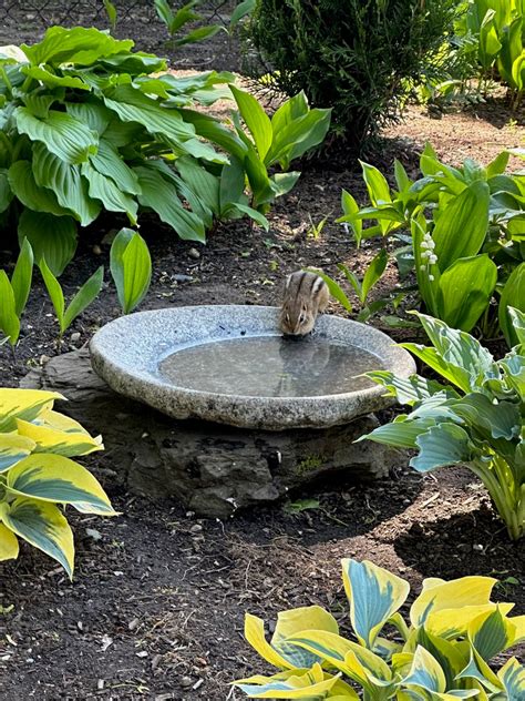 Our Original Handcrafted Granite Bird Bath Free Ups Shipping Eight D