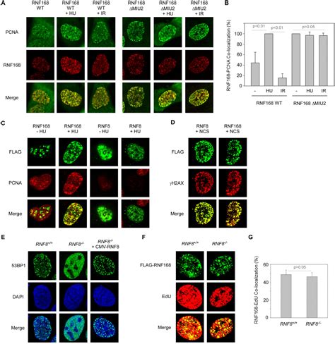 Figure 1 From Pcna Binding Activity Separates Rnf168 Functions In Dna Replication And Dna Double