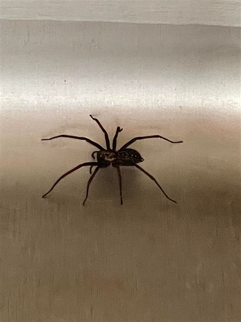 Giant House Spider Around Seattle Wa Rspiders