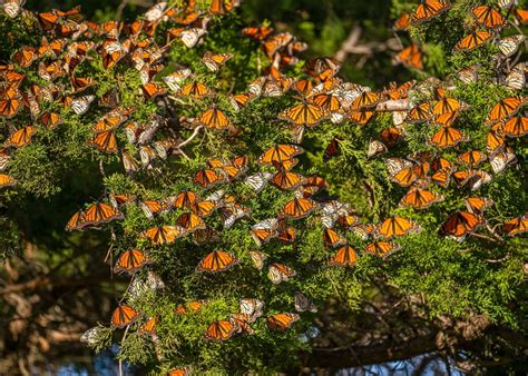 Promising News For Monarch Butterflies Rainforest Trust