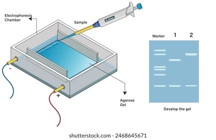 Agarose Gel Electrophoresis Instrumentation Vector Illustration Stock