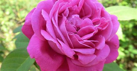 November 2011 Keisei Rose Garden Album On Imgur