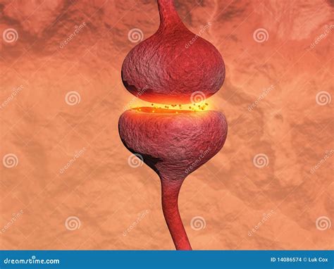 Neuronal Synapse Stock Illustration Illustration Of Chemical 14086574