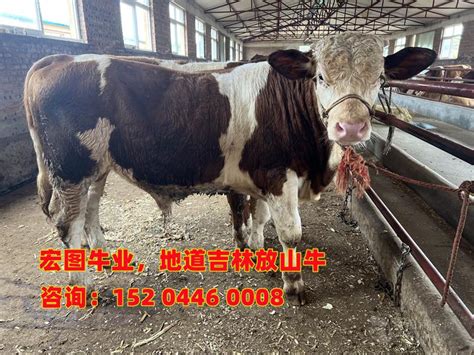 内蒙古赤峰西门塔尔牛养殖场 300至400斤左右公牛犊新的价格 吉林四平 福成五丰 食品商务网