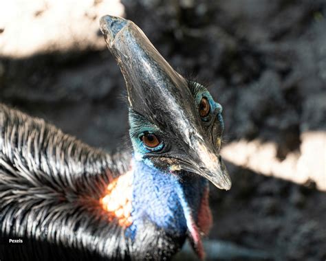 The 6 Foot Samurai Of The Forest Why You Should Never Corner A Cassowary