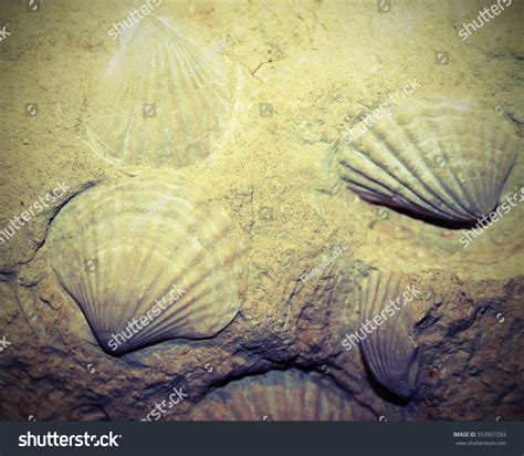 Fossilized Clam Shells Images Stock Photos Vectors Shutterstock