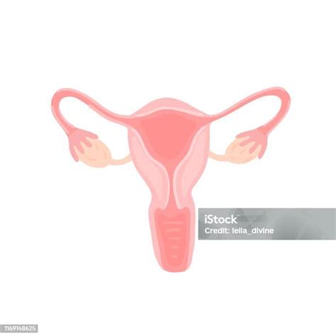 여성 생식 기관 해부학 부인 과학 여자 건강 손으로 그린 플랫 스타일 자궁에 대한 스톡 벡터 아트 및 기타 이미지 자궁 질